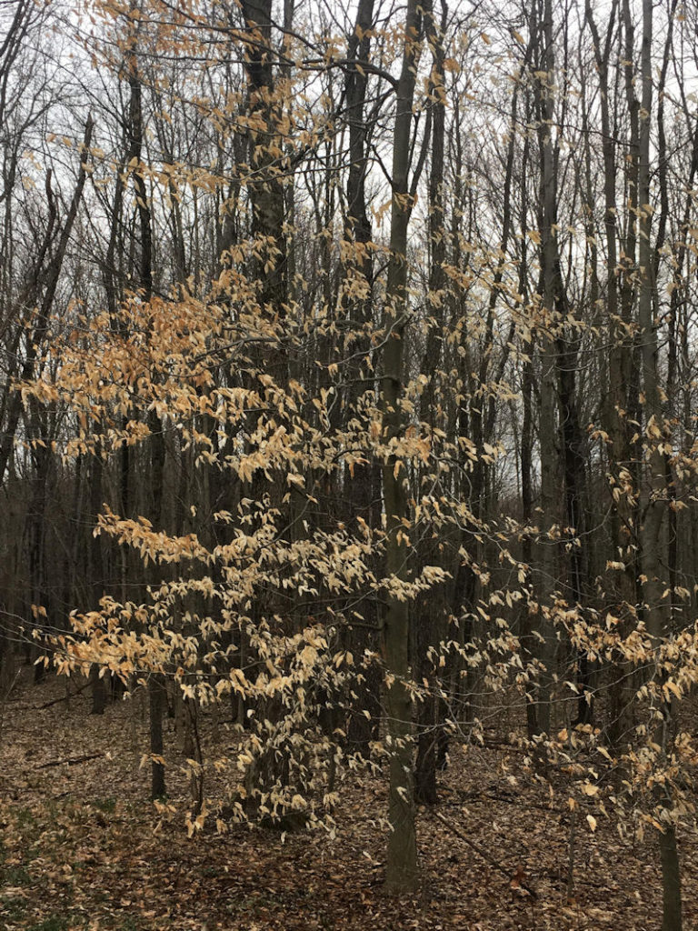 Tree with leaves through winter? | Geauga Park District