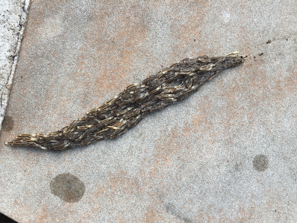 Crawling, rice-like things!? | Geauga Park District