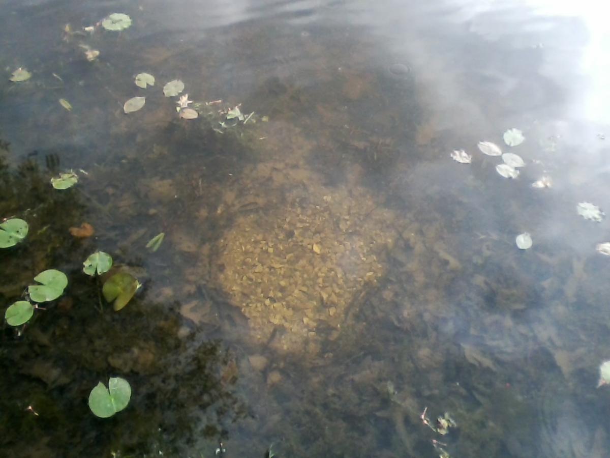 Wildlife Sightings# Photo | Geauga Park District