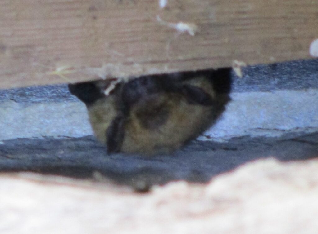 Advice for hanging a bat box? | Geauga Park District