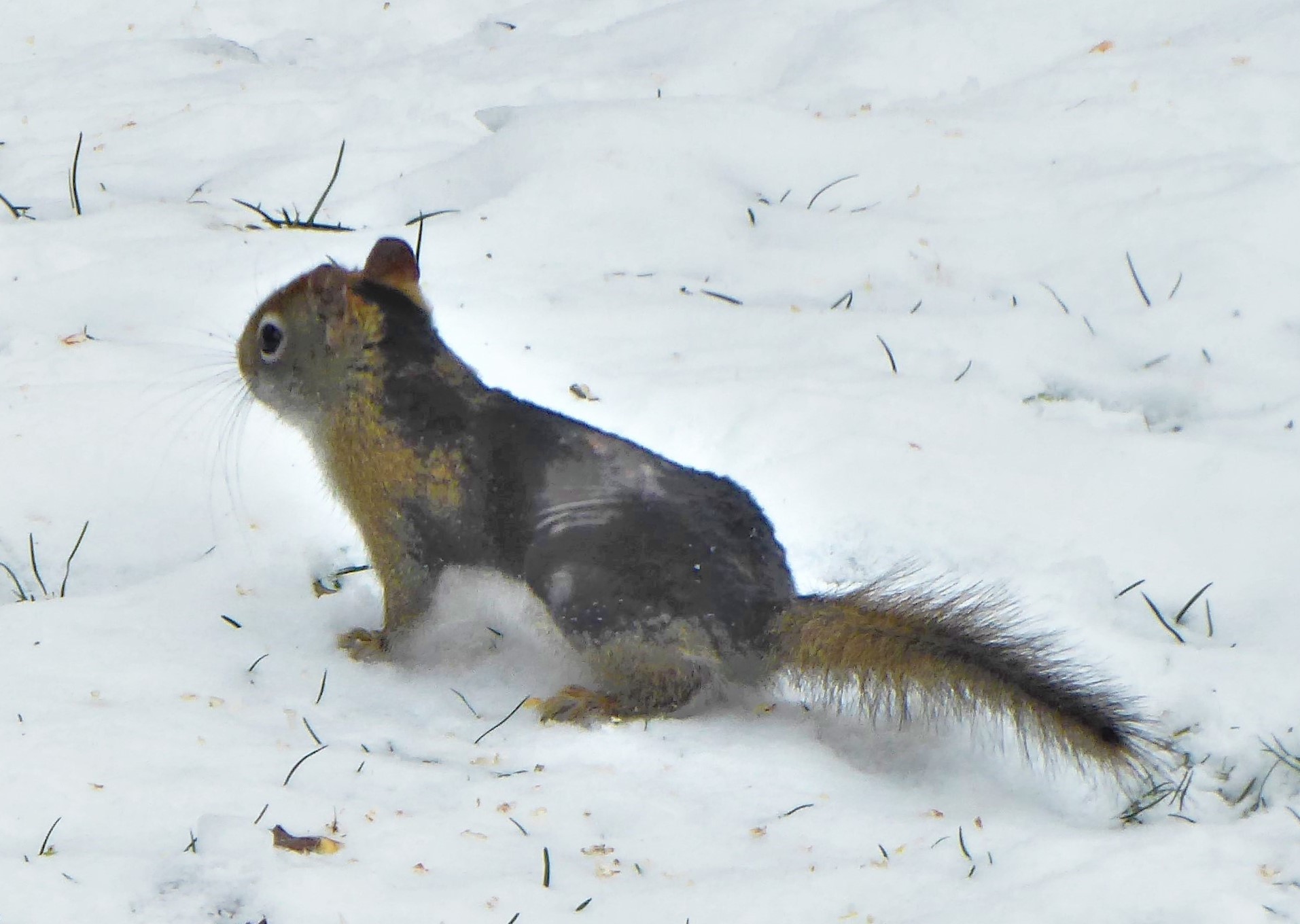 What type of squirrel looks like this? | Geauga Park District
